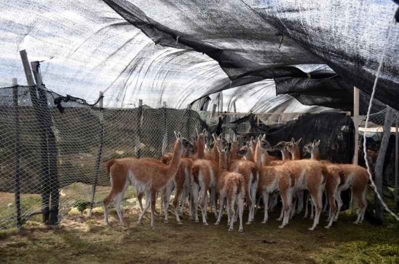 En mayo comenzará la caza comercial de guanacos