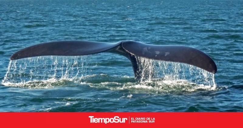 “Argentina tiene una industria sólida en avistaje de ballenas"